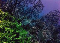 The Yusr Awards 2023 – Red Sea Film